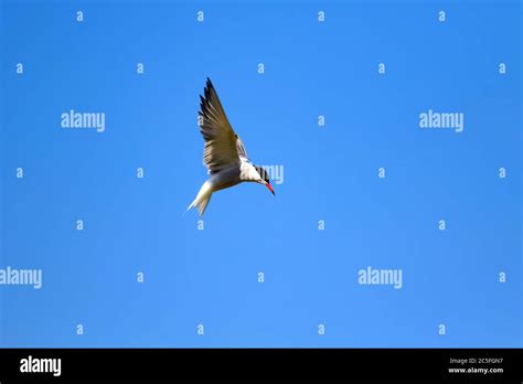 Flying Bird Blue Sky Background Bird Common Tern Sterna Hirundo Stock Photo Alamy