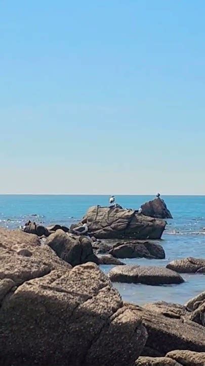 🇰🇷시원한 파도소리🦭 갈매기들의 낙원 바위섬 파도의 자장가 봄나들이 Shorts 🌲🦭 Youtube