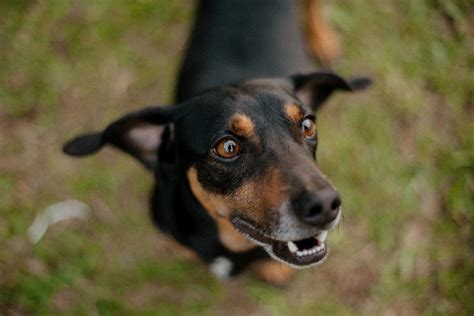 야외에서 행복한 강아지의 클로즈업 초상화 · 무료 스톡 사진