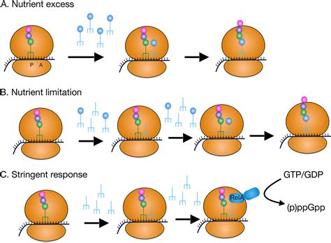 Stringent Response The Stringent Response Determines The Ability Of A