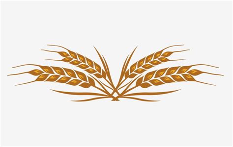 Espigas De Trigo Grano Cosechas Trigo Png Espigas De Trigo Cosechas