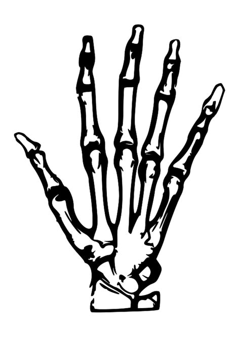 Clipart Skeleton Simple Human Clipart Skeleton Simple Human