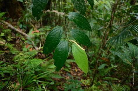 Piper Macropiper From Kabupaten De Halmahera Central Moluques Du Nord Indonésie On April 14