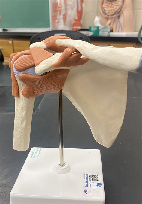 Lab Practical Shoulder Joint Anterior Diagram Quizlet
