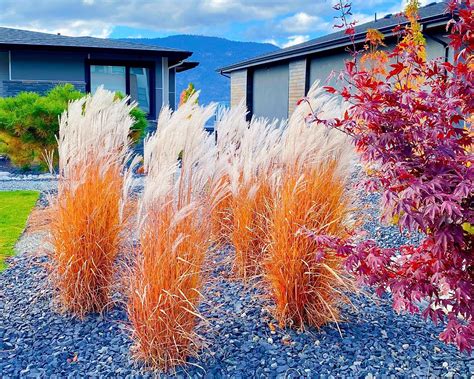Autumn Flame Grass 🔥hot Seller Lake City Grasses
