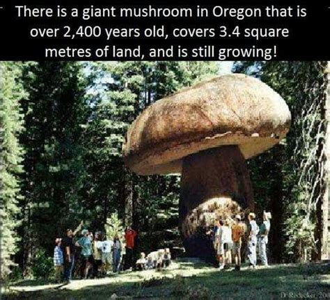 Giant Mushroom Photography Pictures Of Giant Mushrooms Giant Fungi