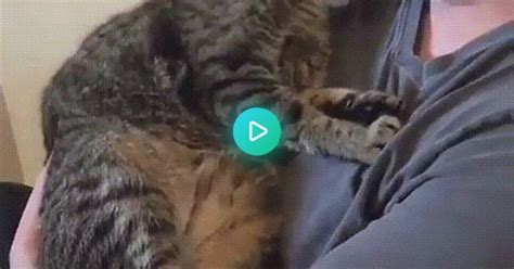 Affectionate Cat  On Imgur