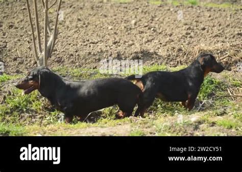 Pair Of Tied Dachshund Dog Mating Animal Sex Scene Stock Video Footage