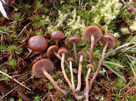 Genus Deconica · iNaturalist NZ
