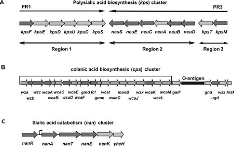 Figure 1 From Polysialic And Colanic Acids Metabolism In Escherichia