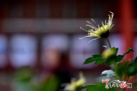 天水舉辦當讀者遇到讀者朗誦會 每日頭條
