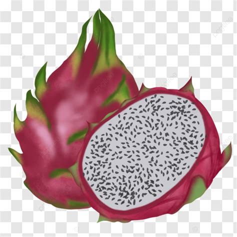 용과 무료 클립아트 용 과일 클립 아트 열대 과일 Png 일러스트 및 Psd 이미지 무료 다운로드 Pngtree