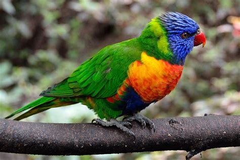 Gambar Burung Beo Berwarna Gambar Burung