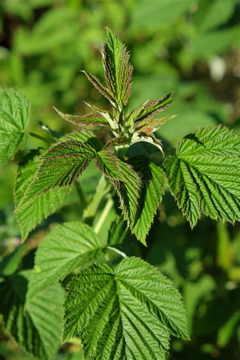 Sprouts Of Raspberry In The Field Stock Image Image Of Harvest Food 96284303