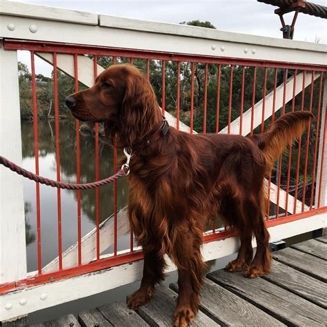 Red Gold Working Working Cocker Spaniel Colours
