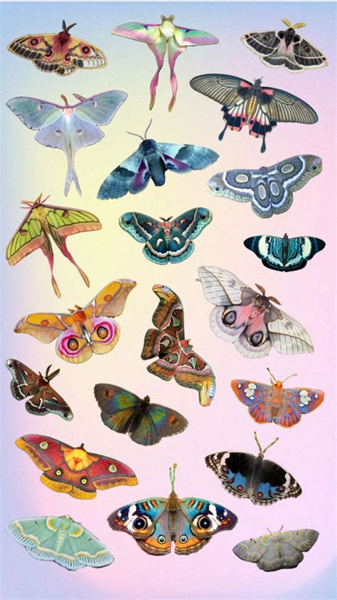 Butterfly Identification Cute Moth Background Pretty Moth Moths And