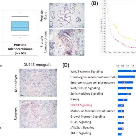 Cxcr4 Targeting Therapy A Molecular And Cellular Eff Ects Of Cxcr4