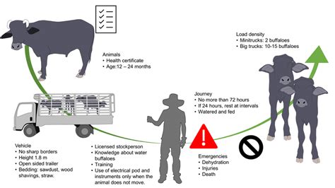 Recommendations For Water Buffalo Transport The Manuals That Promote