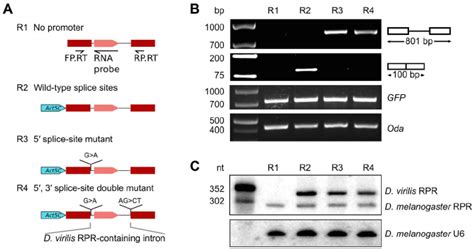 Rpr Is Processed From A Recipient Intron Various Rfp Reporter Genes Download Scientific