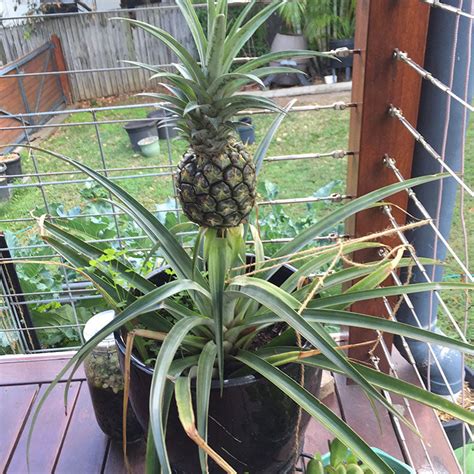 How To Grow A Pineapple Plant From A Pineapple Top