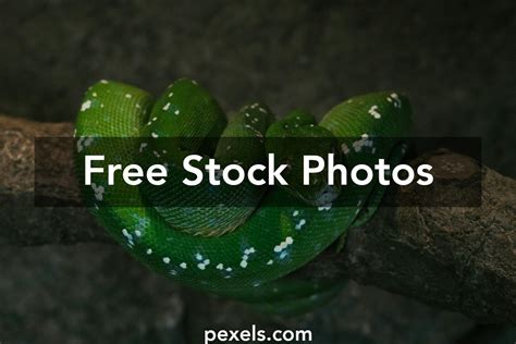 Morphology Animal Photos Download The Best Free Morphology Animal