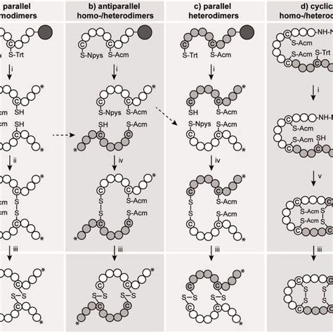 Synthetic Strategies Towards Parallel Antiparallel And Cyclic