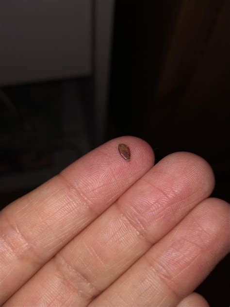 Is This A Bed Bug Exoskeleton R Bedbugs