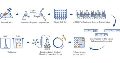 How To Choose Monoclonal Antibody Technology A Definitive Guide Cusabio