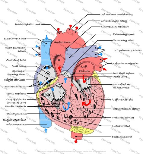 Human Heart Anatomy Drawing — Colored And Labeled — Digital Download Etsy