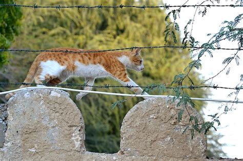 Premium Photo Cat Behind Fence