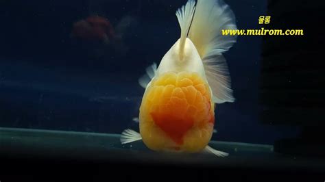 새식구 소식♡ 로즈테일오란다 쇼급 Youtube