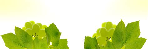 녹색 포도 배너 녹색 그라데이션과 흰색 배경에 고립 된 잎녹색 포도의 무리 복사 공간을 복사합니다 여름 열매와 과일 배너 유기농 순수 바이오 베리 와 과일 과일에 대한 스톡