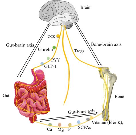 Simplified Pathways In The Gut Brain And Gut Bone Axes Download