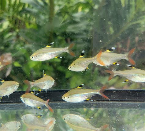 Pristella Tetra Pristella Maxillaris Quinns Fins