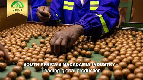 South Africa Leads World Macadamia Production Lucentlands