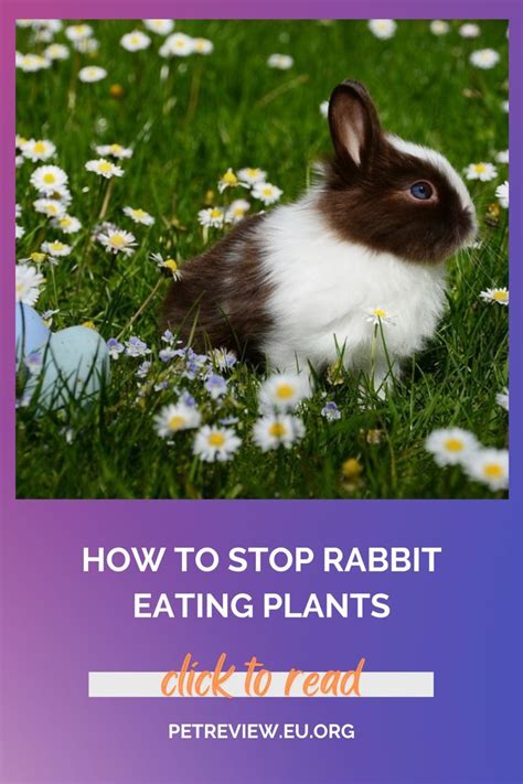 What To Use To Keep Rabbits From Eating Your Plants At Edward Padgett Blog