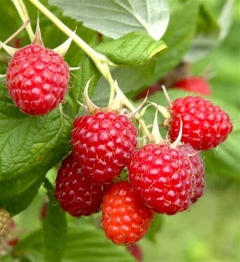Everbearing Raspberry Caroline Primocane Fruiting Raspberry Everbearing Raspberry Caroline Primocane Fruiting Raspberry