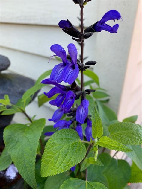 Salvia Guaranitica Black And Blue PictureThis
