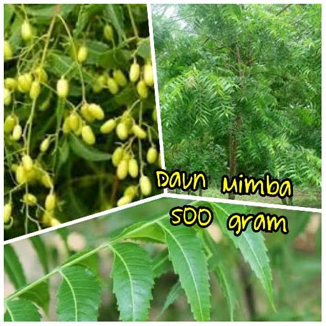 Jual DAUN MIMBA ATAU DAUN NEEM SEGAR 500 GRAM Shopee Indonesia