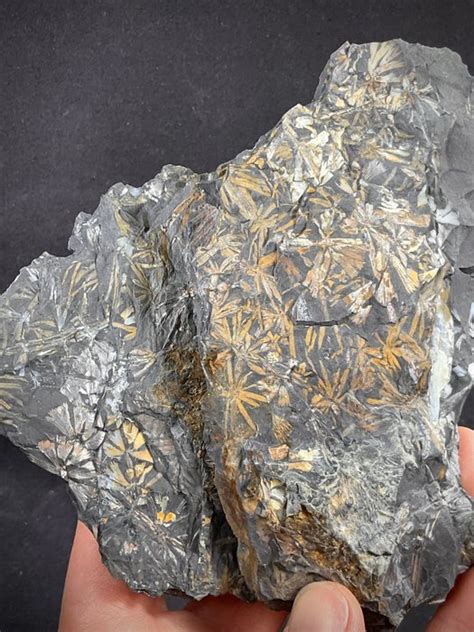 Amazing Colourful Plant Fossils Fossilised Plant Catawiki