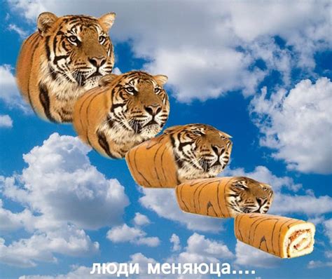 тигры тоже меняюца Kedi Komik şeyler Mizah Alıntıları