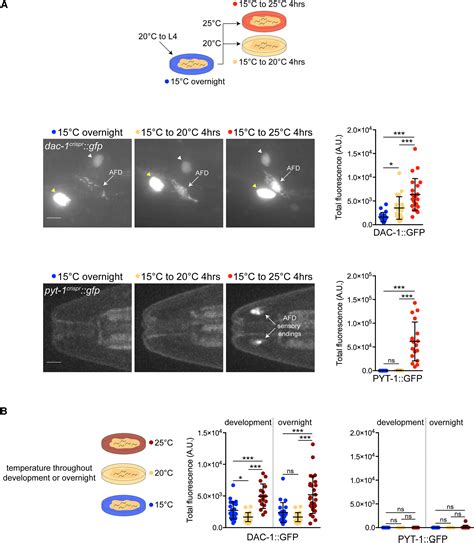 Molecular Encoding Of Stimulus Features In A Single Sensory Neuron Type