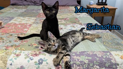 Sophia Lorange Kitten Rescue Its My Own Fault I Had Made Up This Meme Of The Kitten