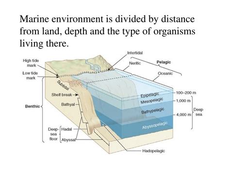 Ppt Marine Ecology Powerpoint Presentation Free Download Id3086217