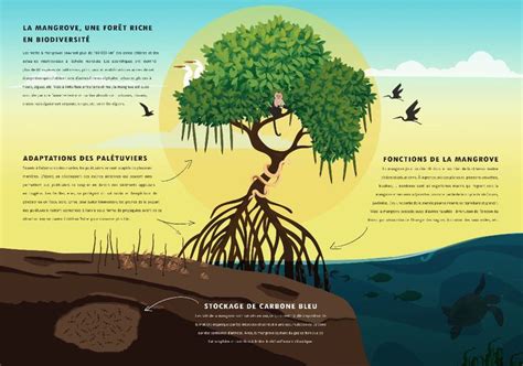 Lancement En Avant Première Du Documentaire Pédagogique Mangrove