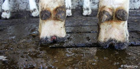 What We Know And Dont Know About Digital Dermatitis In Cattle Zinpro®