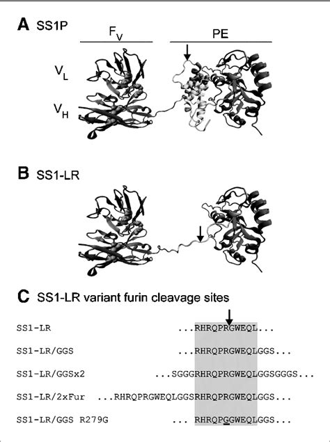 Figure 1 From A Recombinant Immunotoxin Against The Tumor Associated