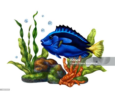 수중 세계의 밝은 구성 붉은 산호 해초 로얄 블루 색상의 열대어 디지털 그림입니다 스티커 포스터 엽서 인쇄물 인쇄용 구도에 대한 스톡 벡터 아트 및 기타 이미지 Istock