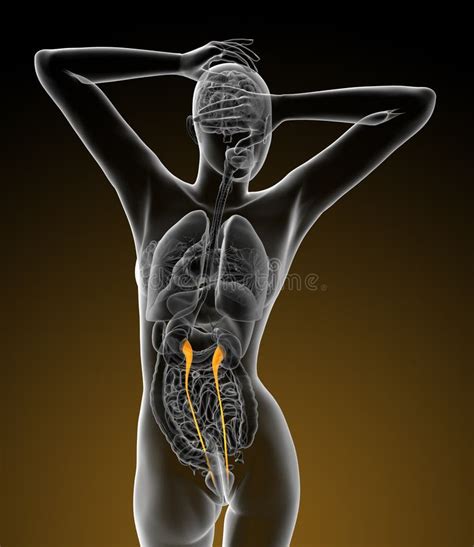 3d Render Medical Illustration Of The Ureter Stock Illustration