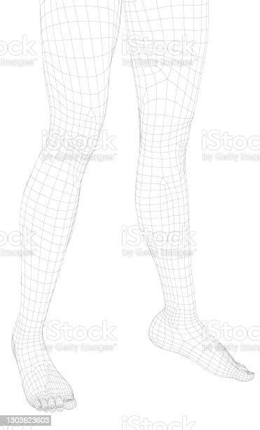 흰색 배경에 고립 된 여자 다리의 와이어 프레임 3d 벡터 일러스트레이션 발에 대한 스톡 벡터 아트 및 기타 이미지 발 3차원 형태 벡터 Istock